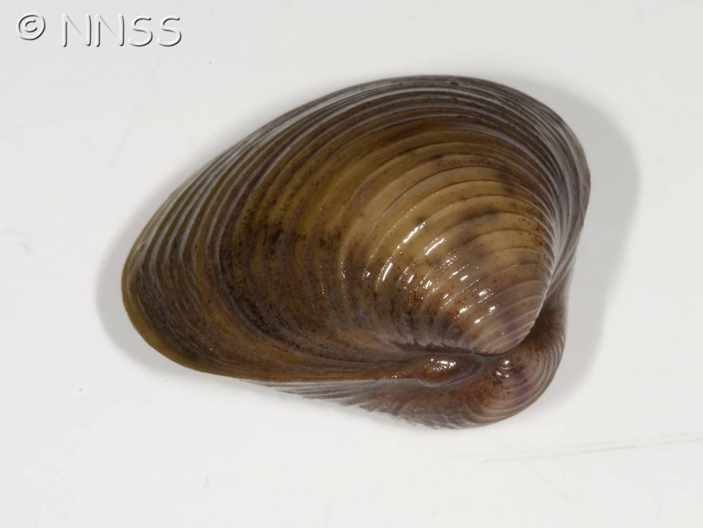 Asian clam – assessing dry ice as a control method (2018) – Invasive ...