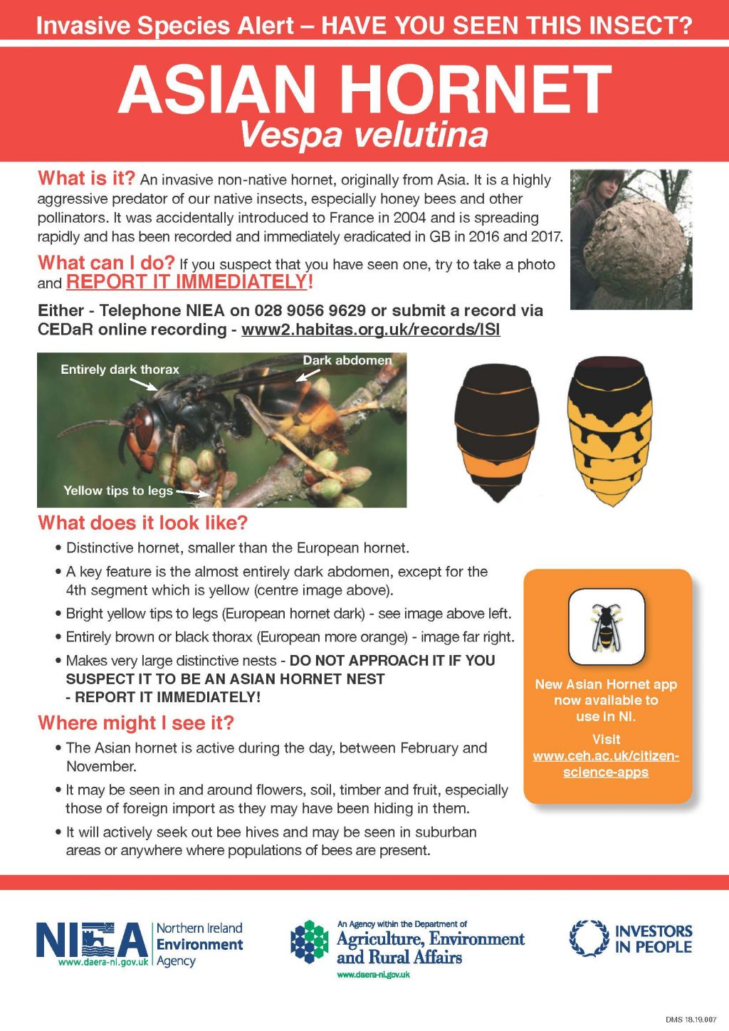 New sighting of Asian hornet in GB – Invasive Species Northern Ireland