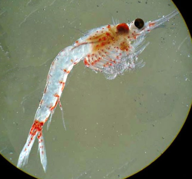 Bloody-red shrimp (2020) – biosecurity – Invasive Species Northern Ireland
