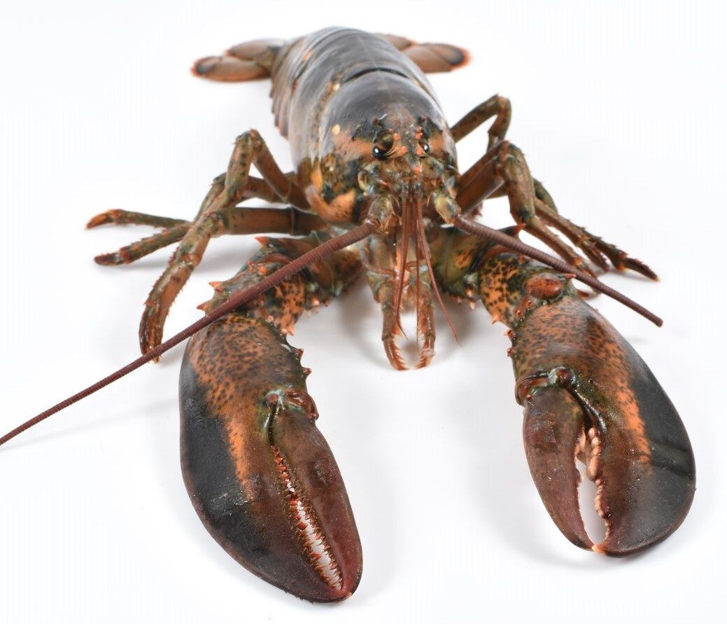 American lobster – Retain & Report – Invasive Species Northern Ireland