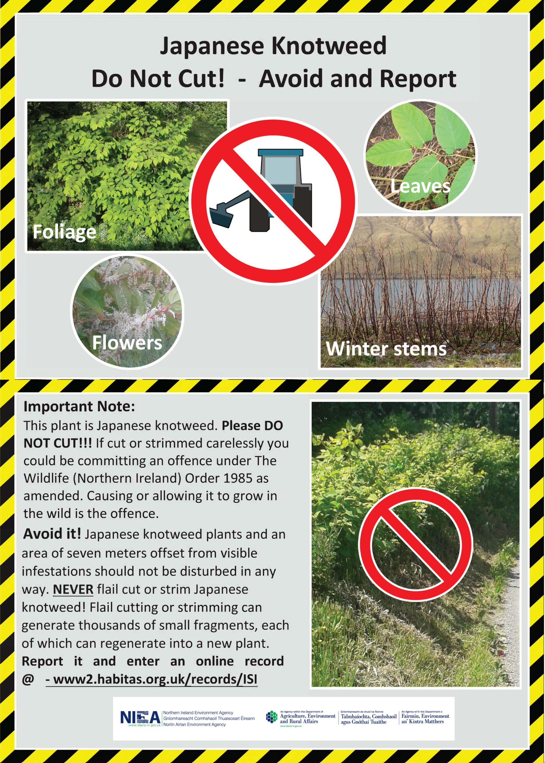 Japanese knotweed management resources – Invasive Species Northern Ireland